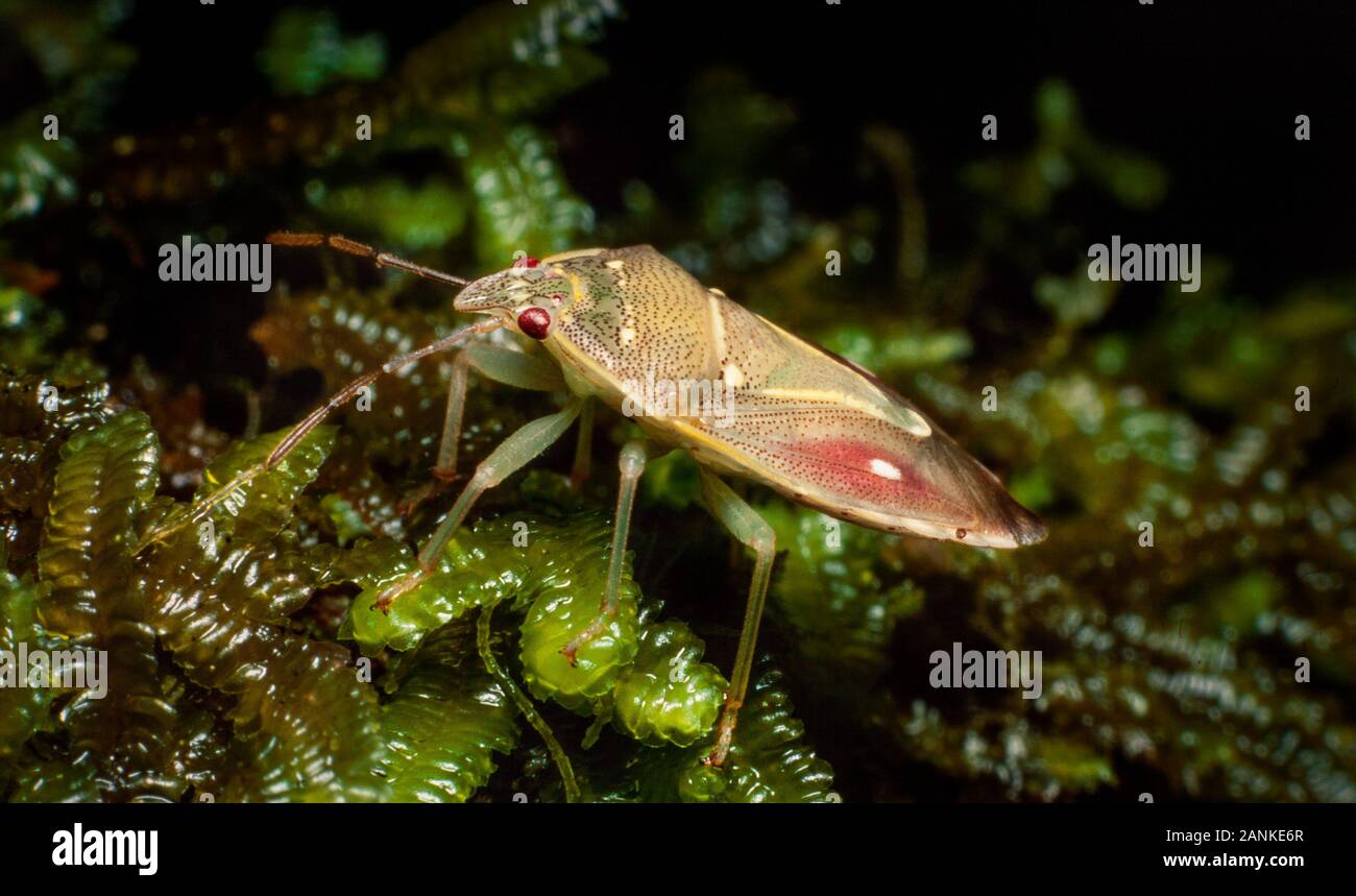 Tropical shieldbug, Pahang, Malaysia Stock Photo - Alamy