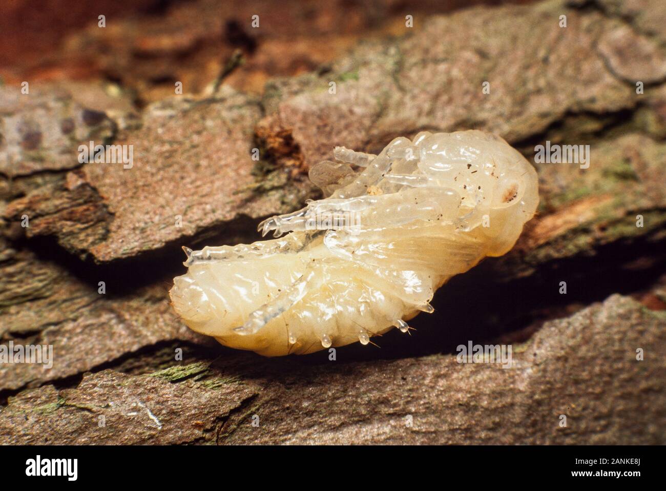Translucent beetle pupa in decaying bark Stock Photo - Alamy