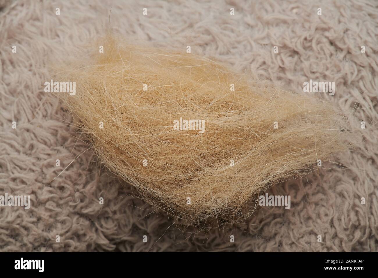 Brown animal hair on wool carpet background Stock Photo - Alamy