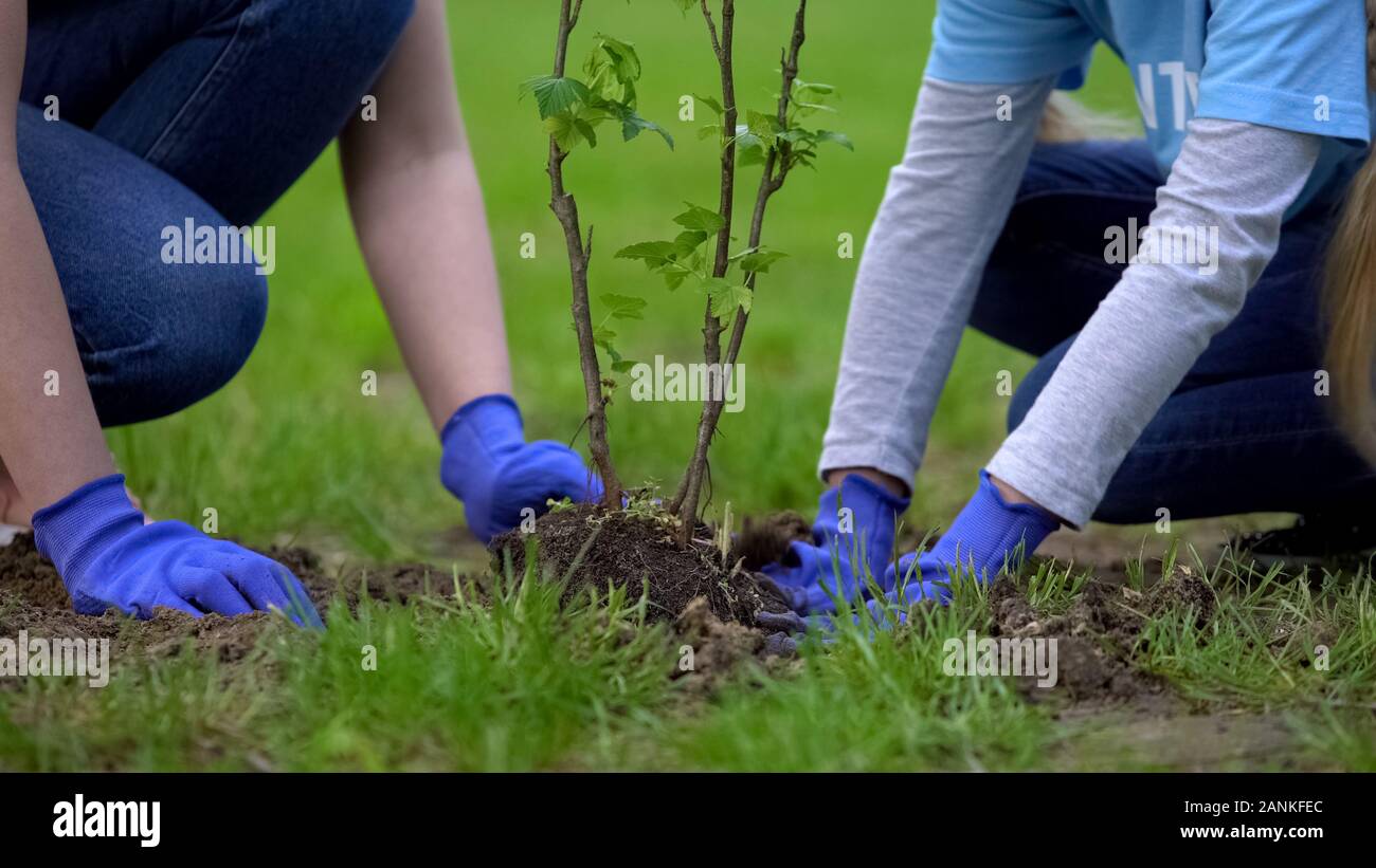 Two volunteers planting tree together, environmental project ...