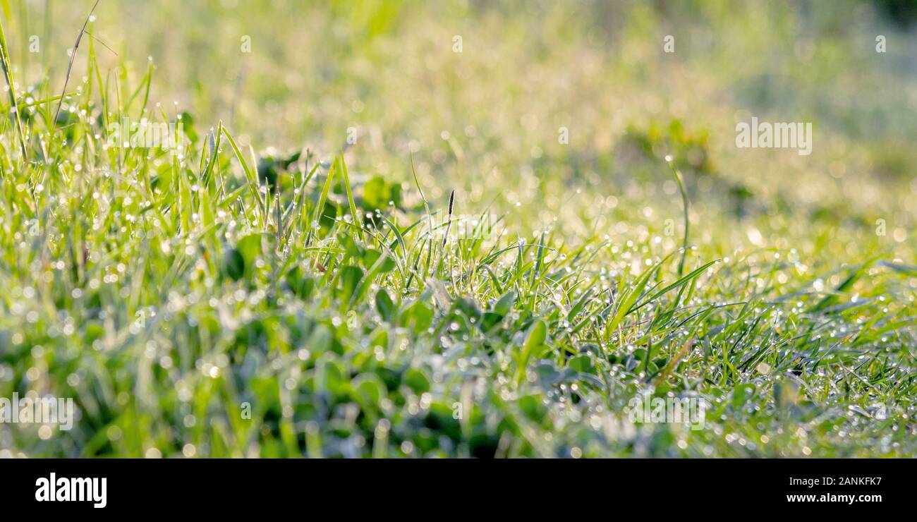 green grass in morning dew. beautiful springtime nature scenery in the ...
