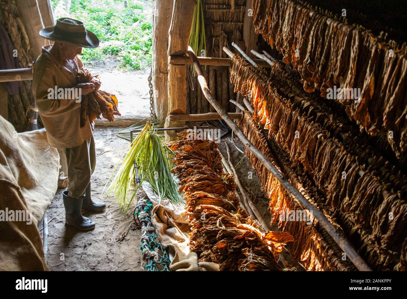 Tobacco. El Cayuco, Pinar Del Río, Cuba Stock Photo - Alamy