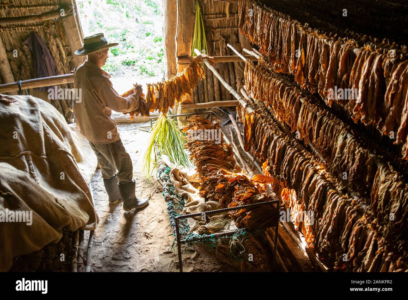 Tobacco. El Cayuco, Pinar Del Río, Cuba Stock Photo - Alamy