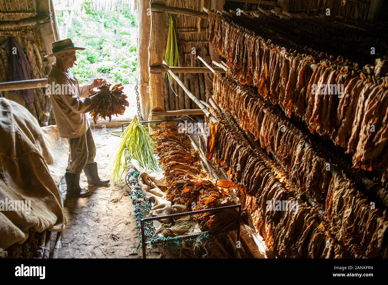 Tobacco. El Cayuco, Pinar Del Río, Cuba Stock Photo - Alamy