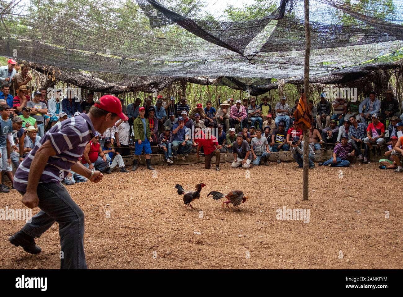 Cock fighting. El Cayuco, Pinar Del Río, Cuba Stock Photo - Alamy