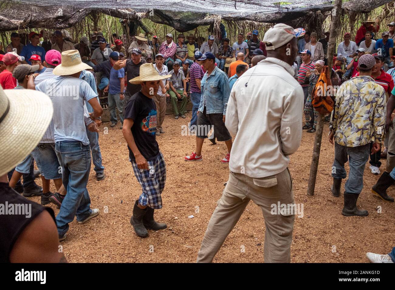 Cock fighting. El Cayuco, Pinar Del Río, Cuba Stock Photo - Alamy