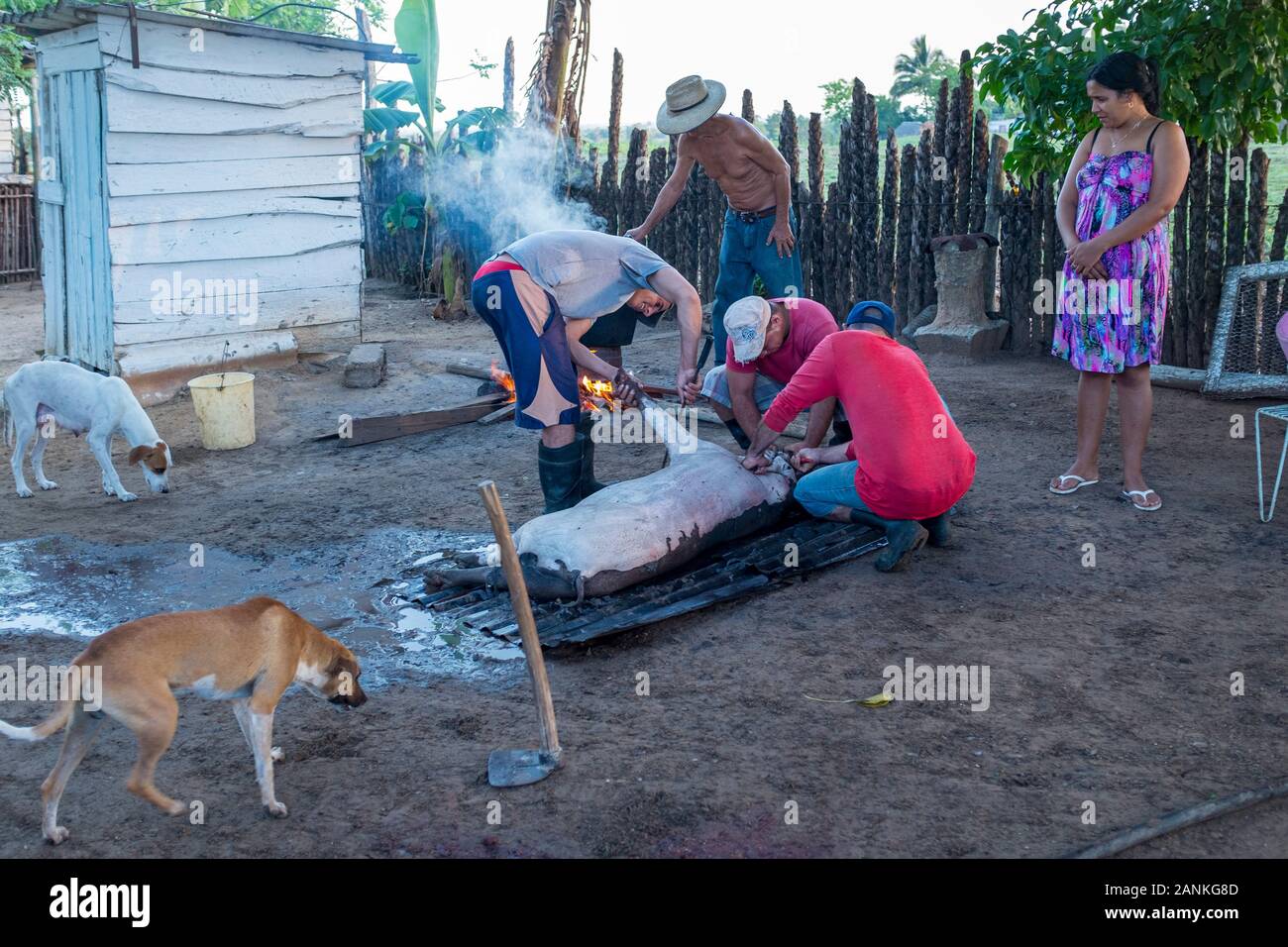 Butchering hog. El Cayuco, Pinar Del Río, Cuba Stock Photo - Alamy