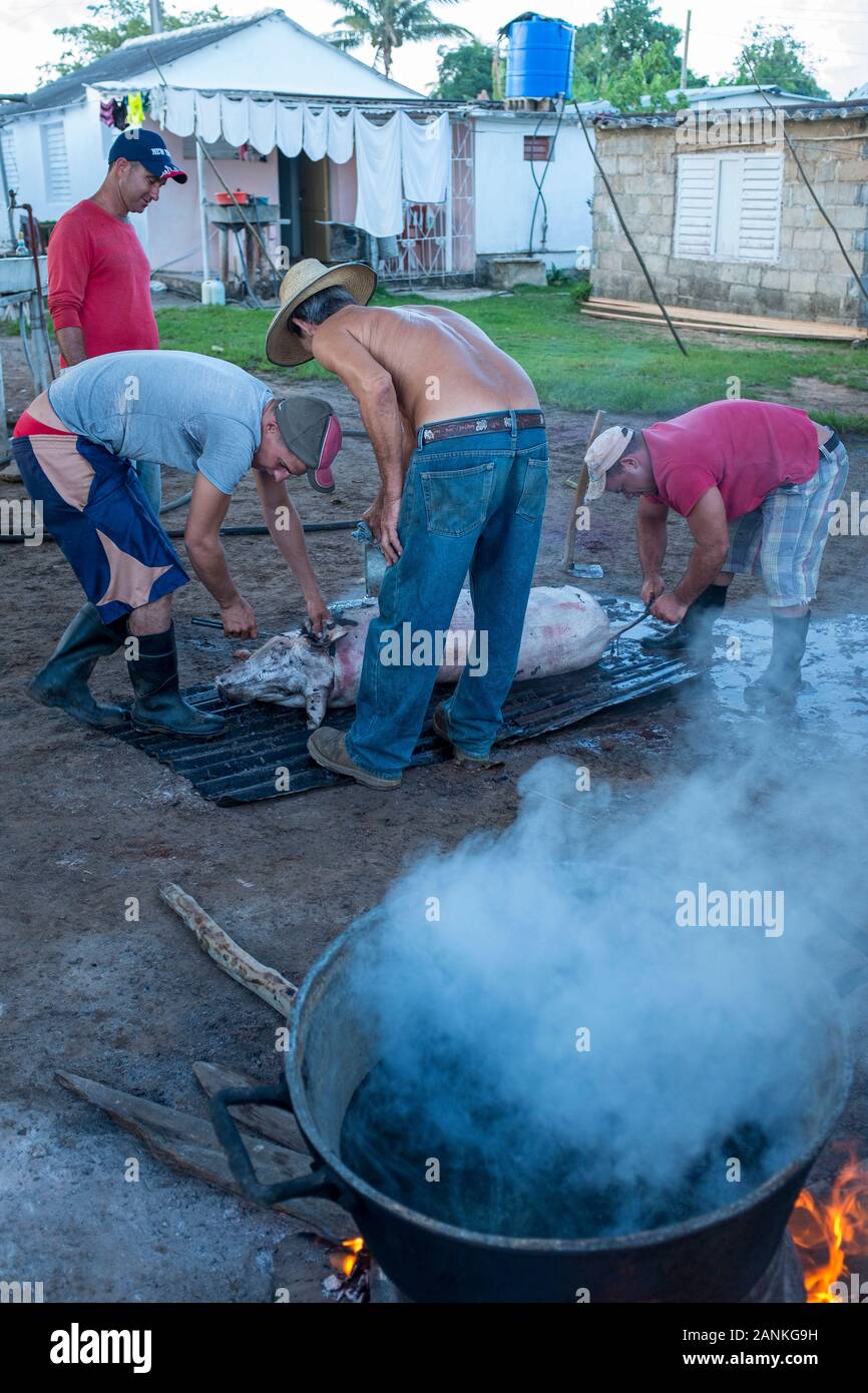 Butchering hog. El Cayuco, Pinar Del Río, Cuba Stock Photo - Alamy