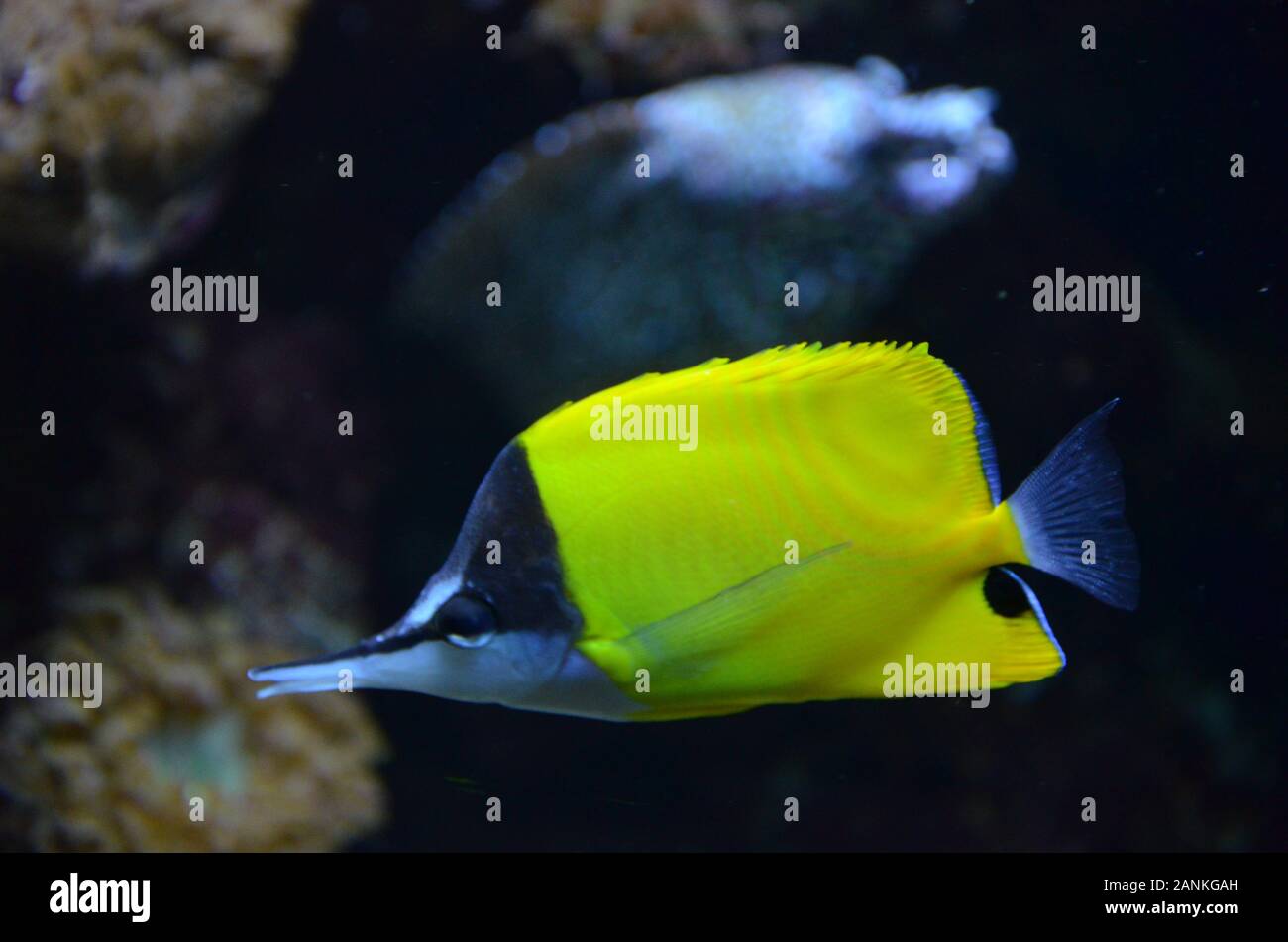 Tropical fish in aquarium, Berlin Stock Photo - Alamy