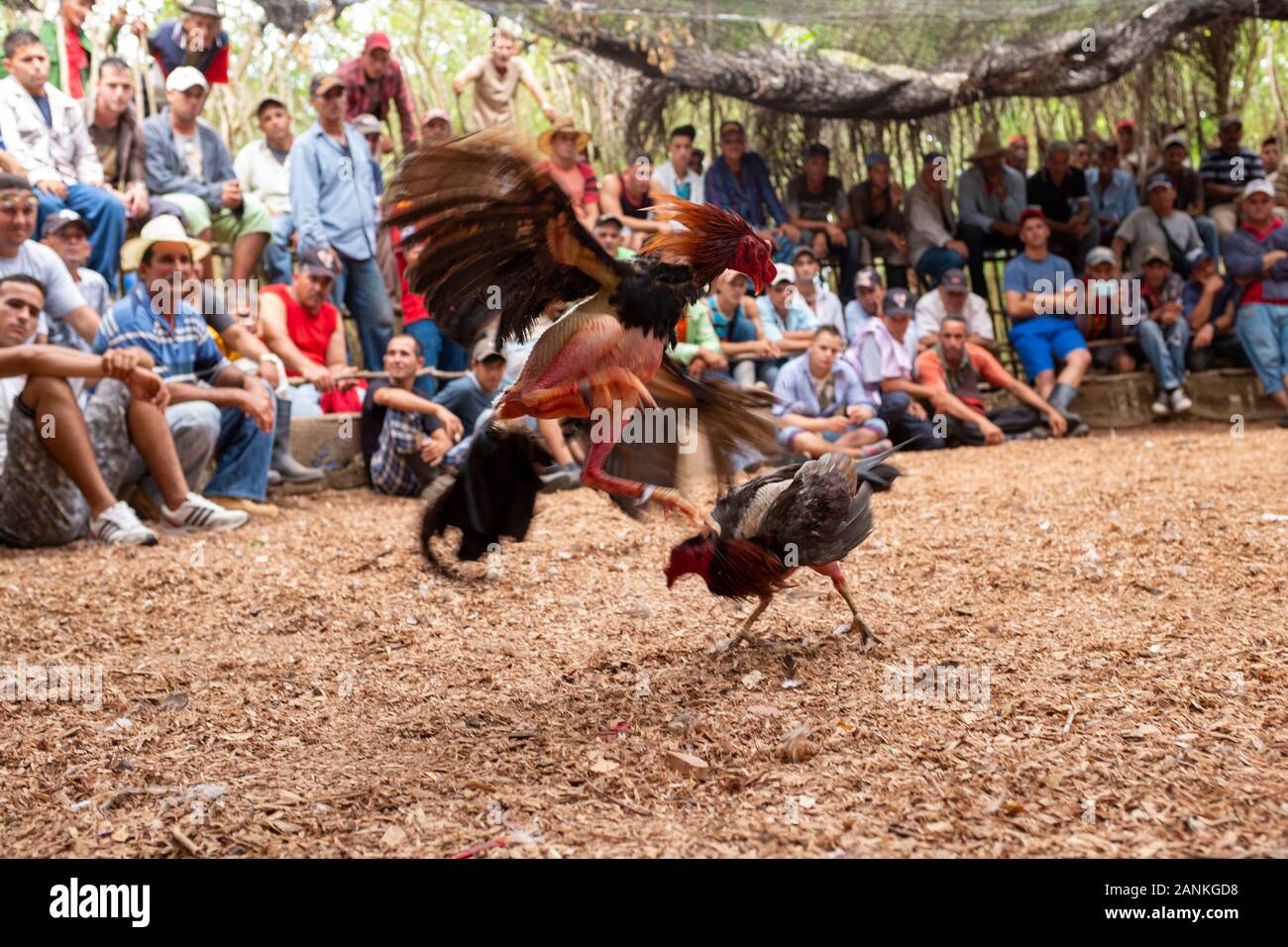 Cock fighting. El Cayuco, Pinar Del Río, Cuba Stock Photo - Alamy