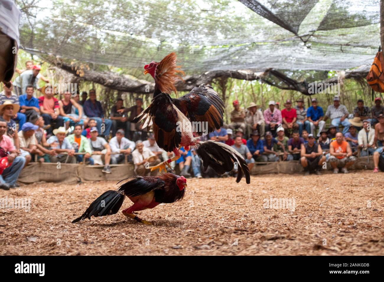 Cock fighting. El Cayuco, Pinar Del Río, Cuba Stock Photo - Alamy