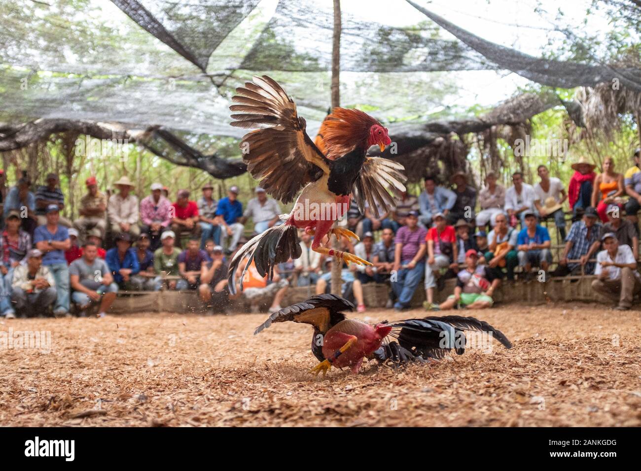 Cock fighting. El Cayuco, Pinar Del Río, Cuba Stock Photo - Alamy
