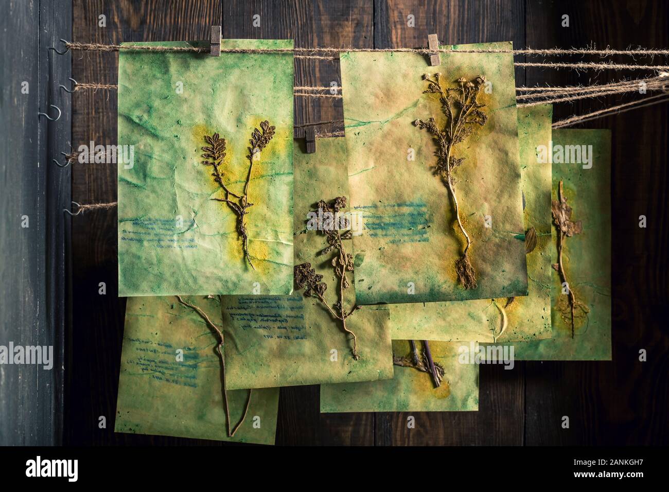 Vintage herbalist laboratory with dried herbs and flowers Stock Photo ...