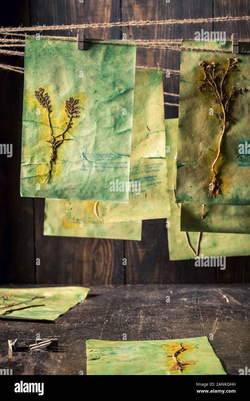 Unique herbalist laboratory with plant descriptions and dried cards ...