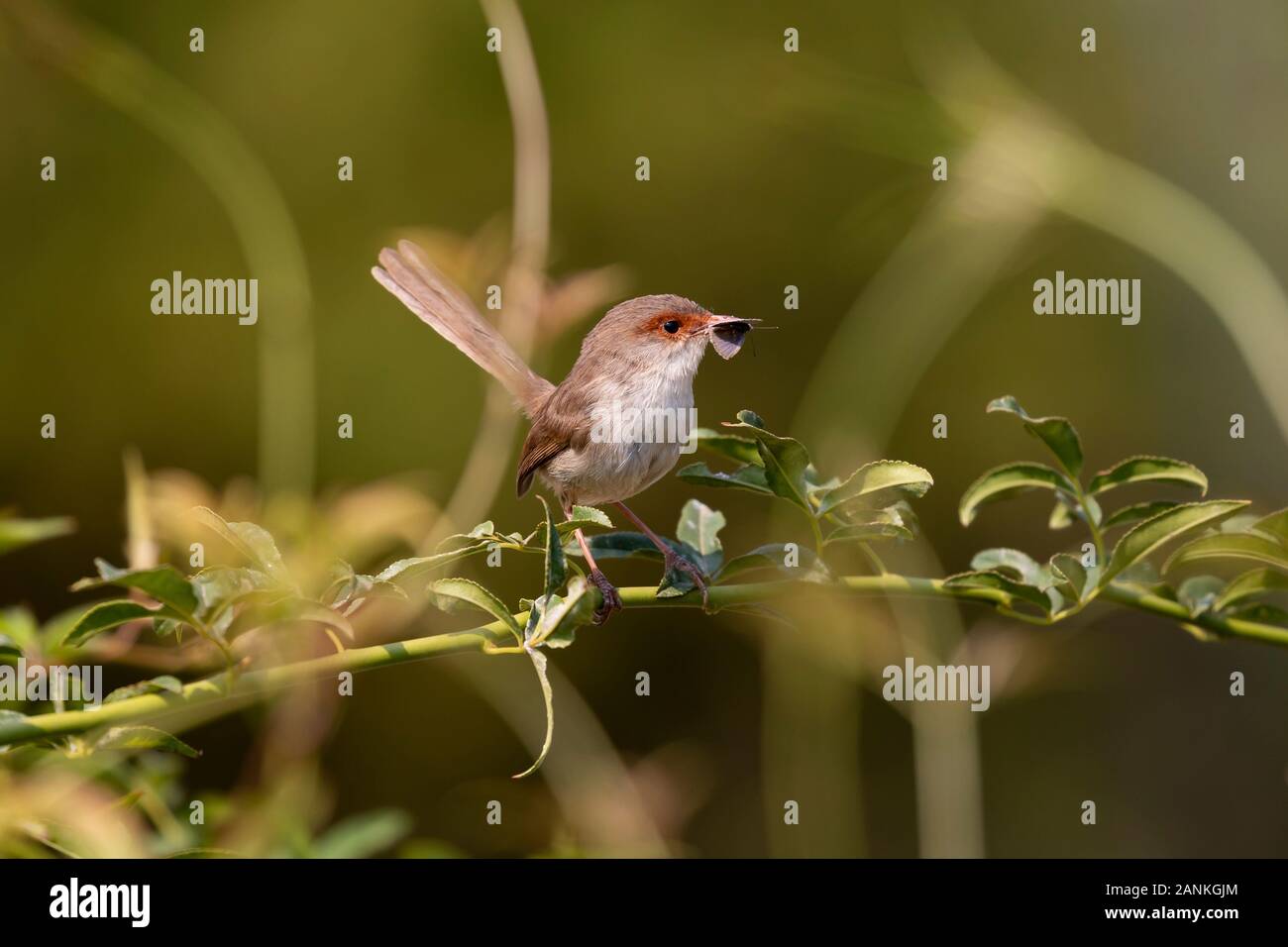 Female superb fairy wren hi-res stock photography and images - Alamy