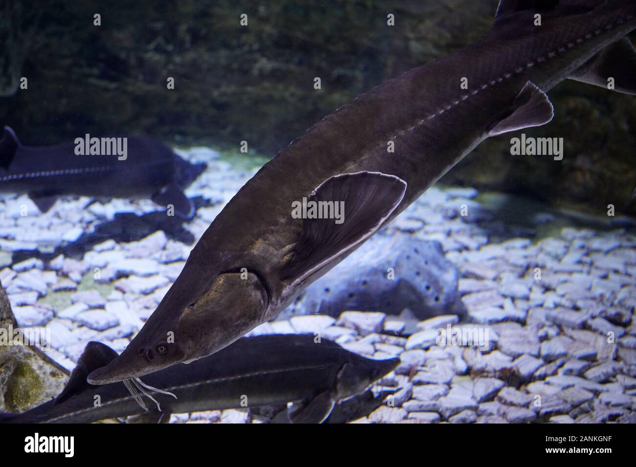 White sturgeon hi-res stock photography and images - Alamy