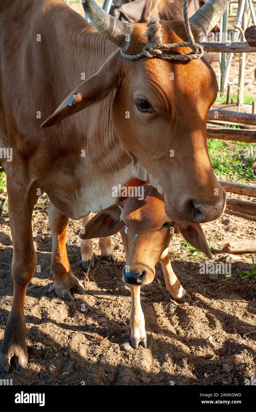 El cayuco hi-res stock photography and images - Alamy