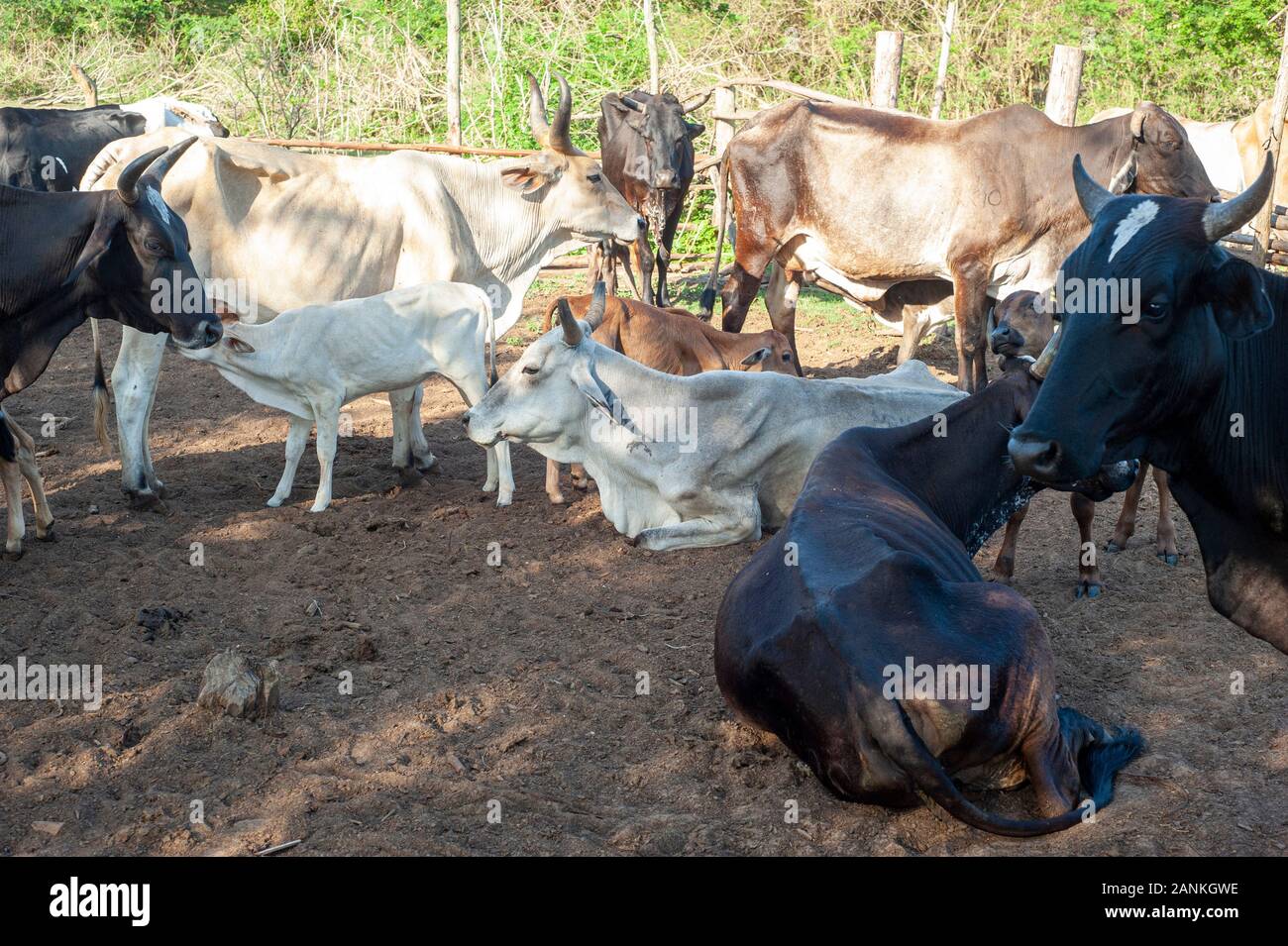 El cayuco hi-res stock photography and images - Alamy