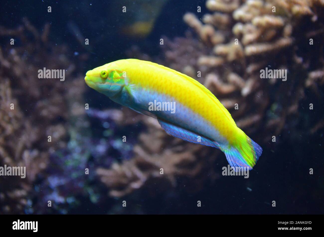 Tropical fish in aquarium, Berlin Stock Photo - Alamy