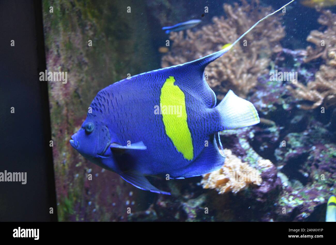 Tropical fish in aquarium, Berlin Stock Photo - Alamy