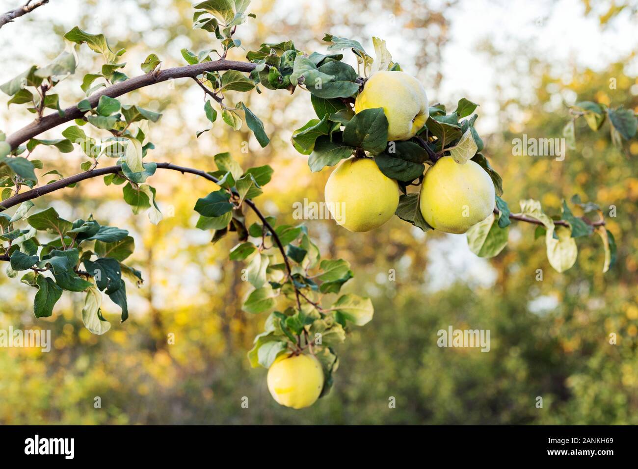 Fresh ripe juicy quince fruit hang on a tree branch in the orchard ...