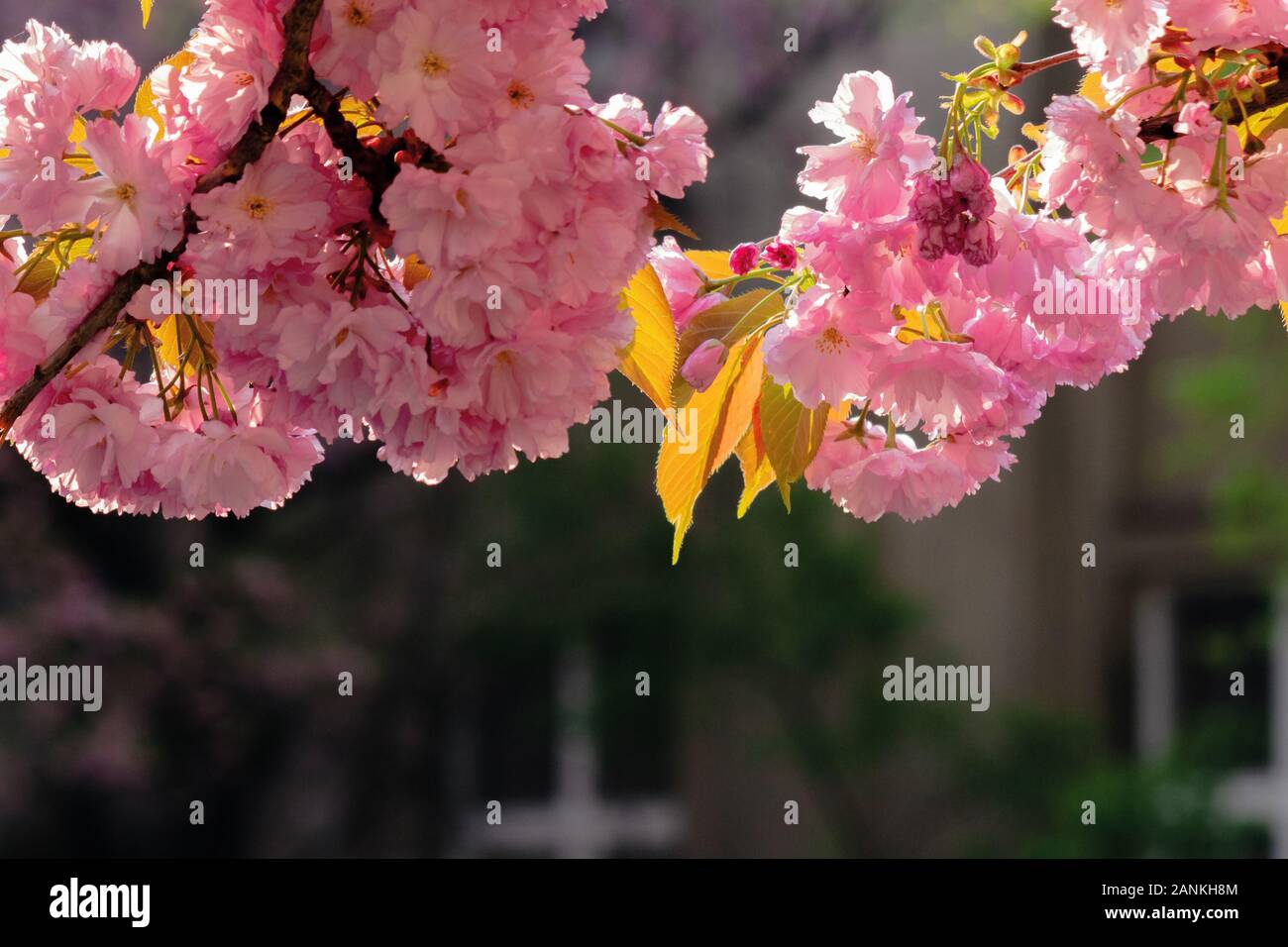pink cherry blossom in sunlight. beautiful nature background Stock ...