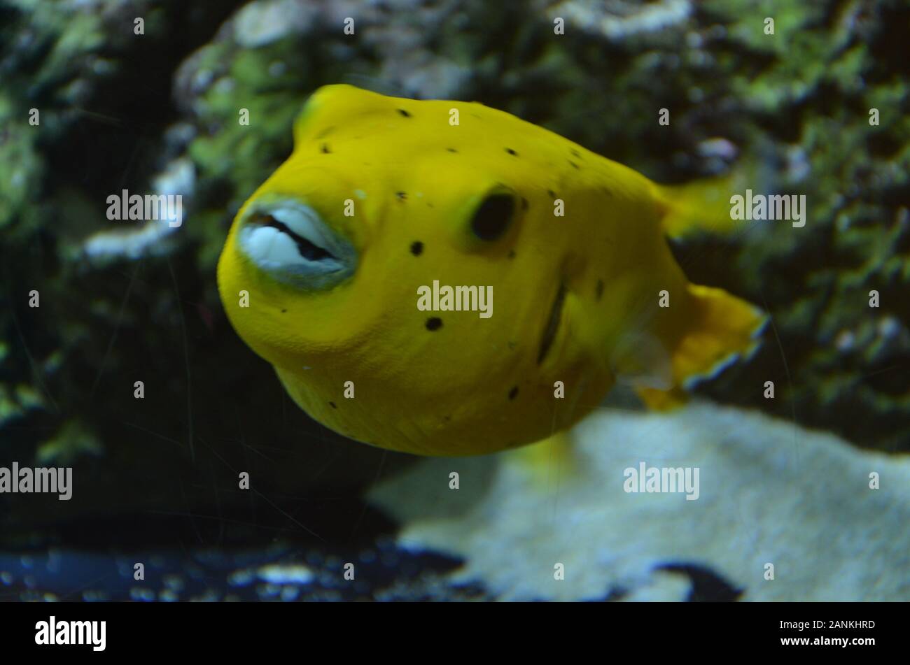 Tropical fish in aquarium, Berlin Stock Photo - Alamy