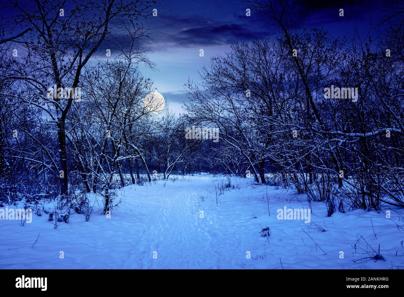 Snowy Trees At Night