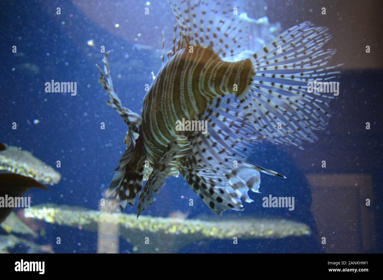 Tropical fish in aquarium, Berlin Stock Photo - Alamy