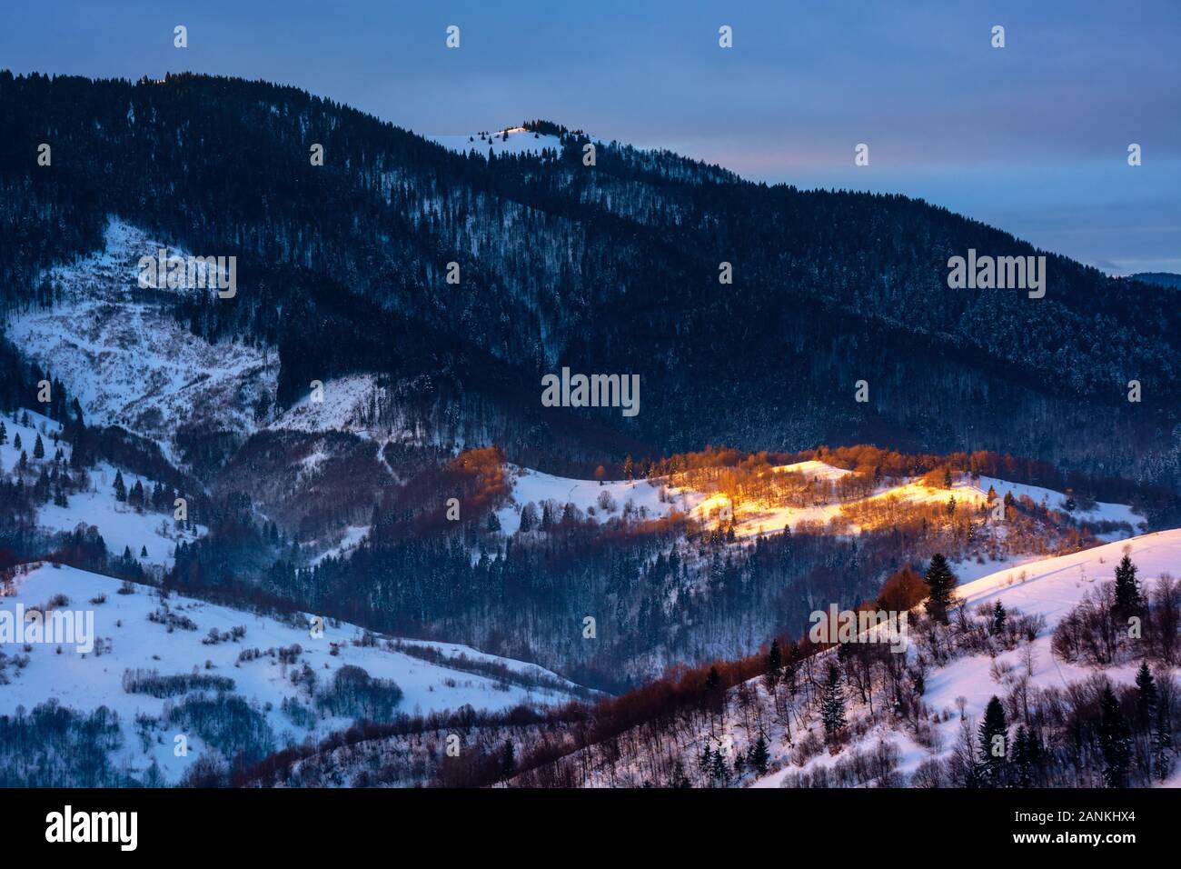 Light and shade on trees hi-res stock photography and images - Alamy