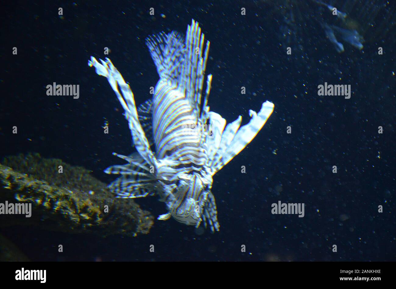 Tropical fish in aquarium, Berlin Stock Photo - Alamy