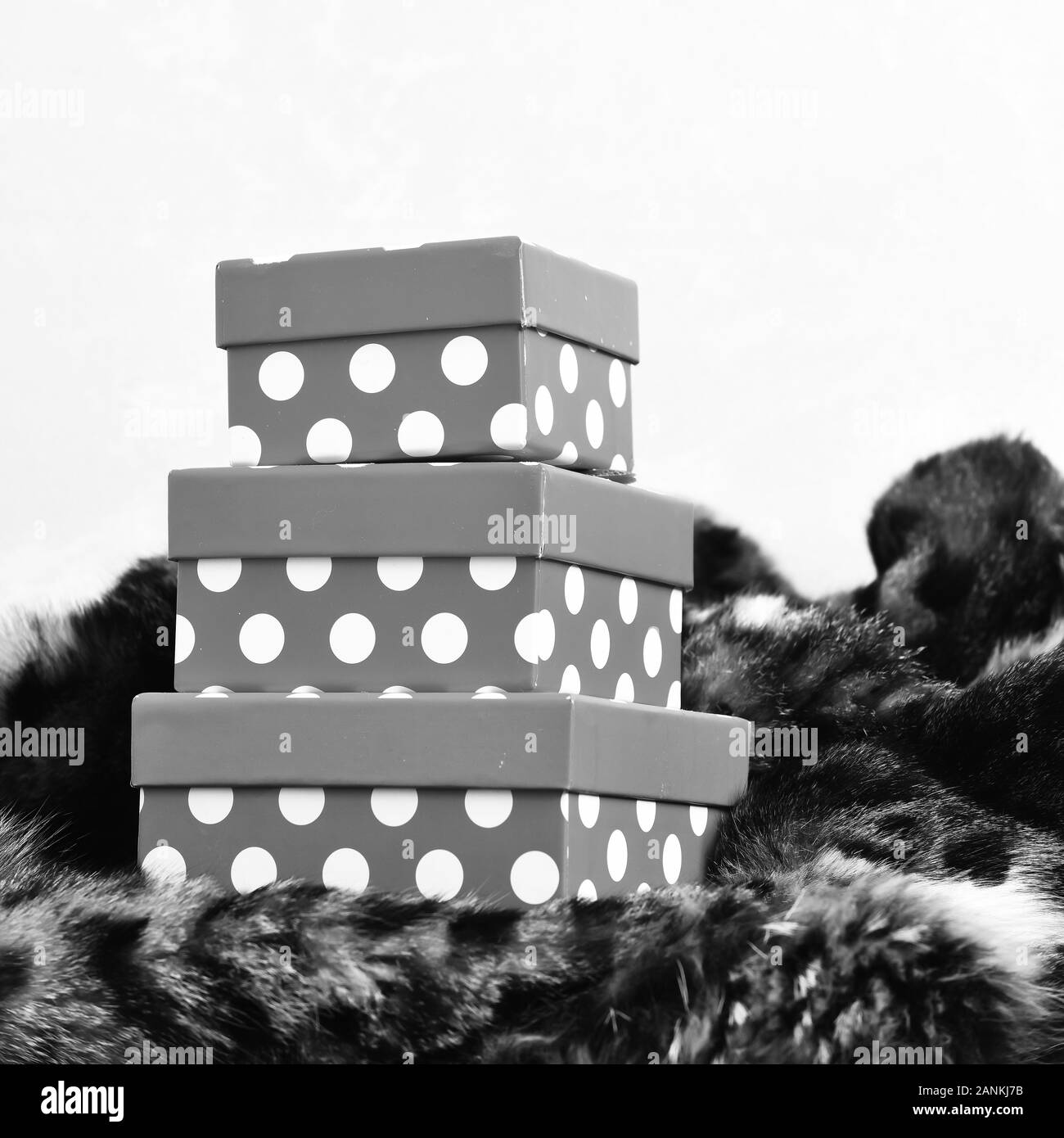 Colorful orange and pink polka dotted gift boxes on spotted fluffy fur ... Colorful orange and pink polka dotted gift boxes on spotted fluffy fur ...