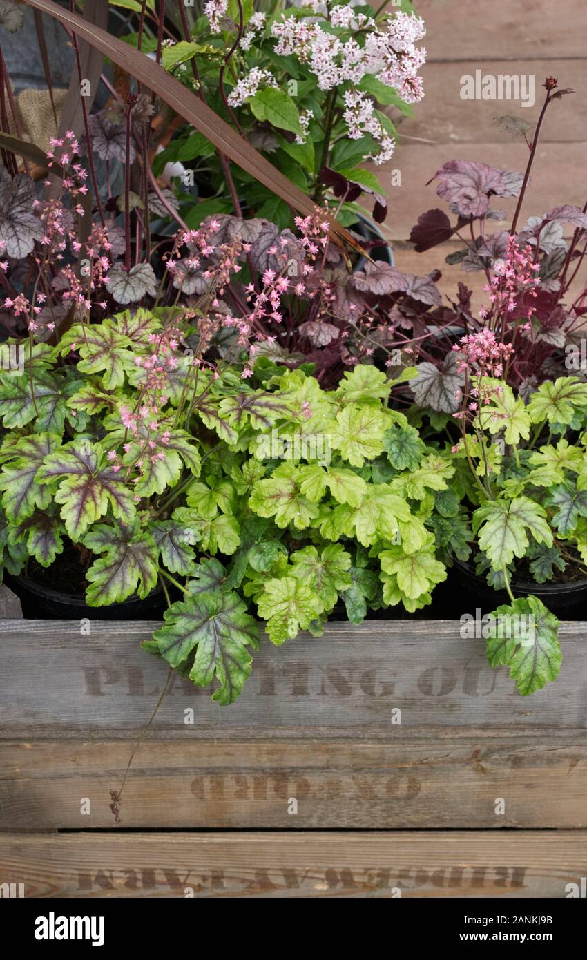 Heucheras hi-res stock photography and images - Alamy