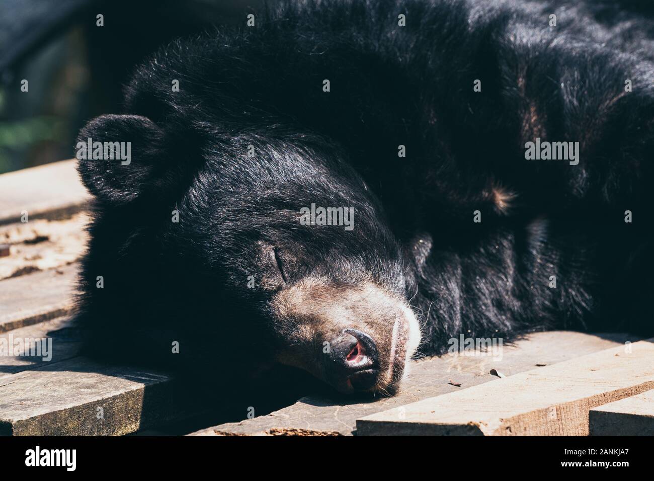 Asian black bear having a nap in the Tat Kuang Si Bear Rescue Centre ...