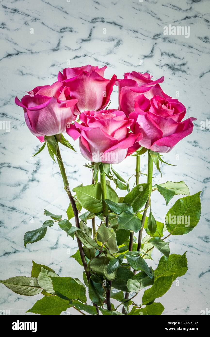 Pink Roses Against White Marble Stock Photo - Alamy