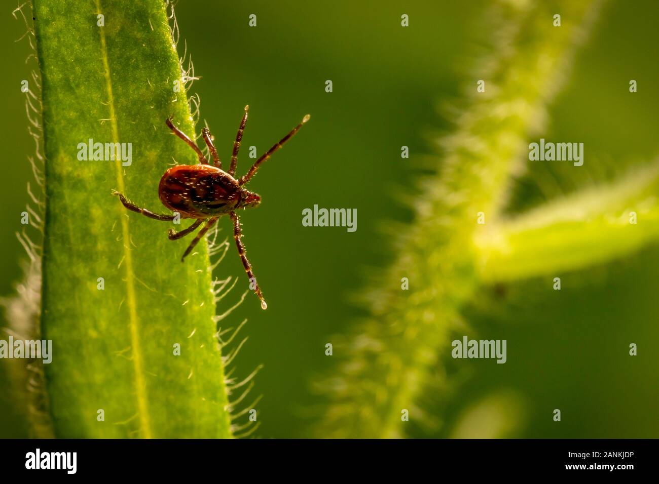 The castor bean tick (Ixodes ricinus Stock Photo - Alamy