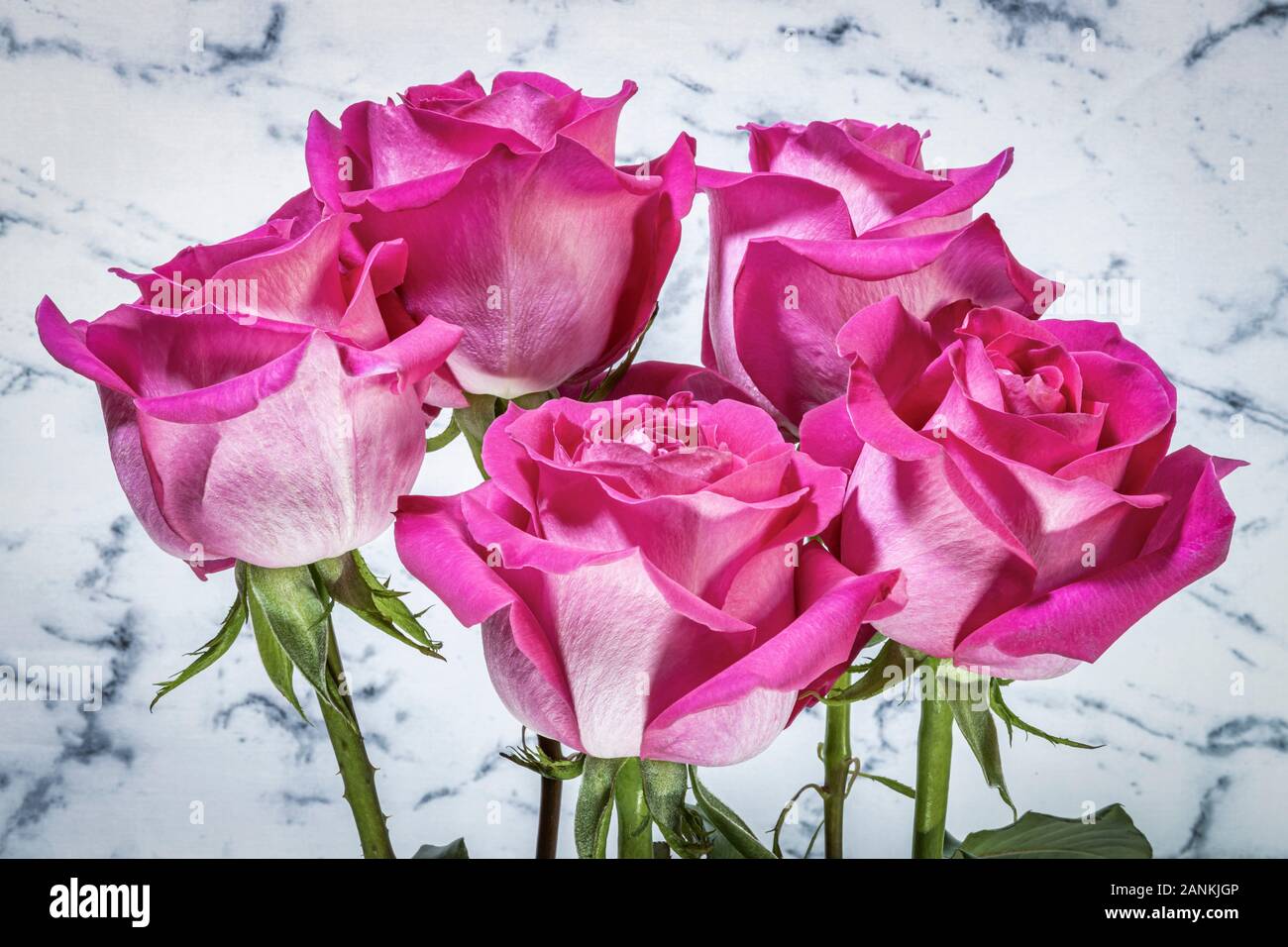 Pink Roses Against White Marble Stock Photo - Alamy