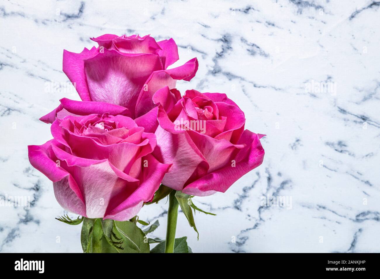 Pink Roses Against White Marble Stock Photo - Alamy