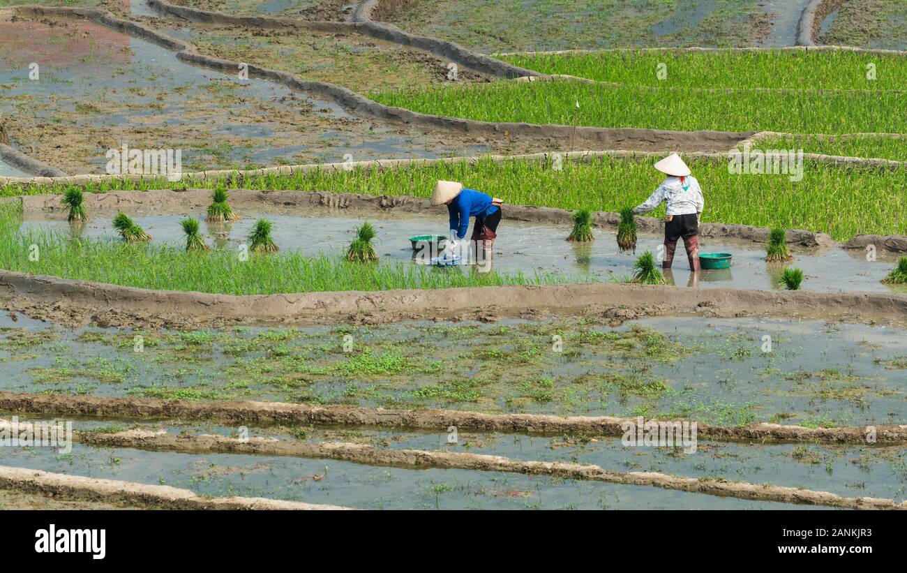 Sapa, Vietnam - May 2019: Hmong people working on rice terraces in Lao ...