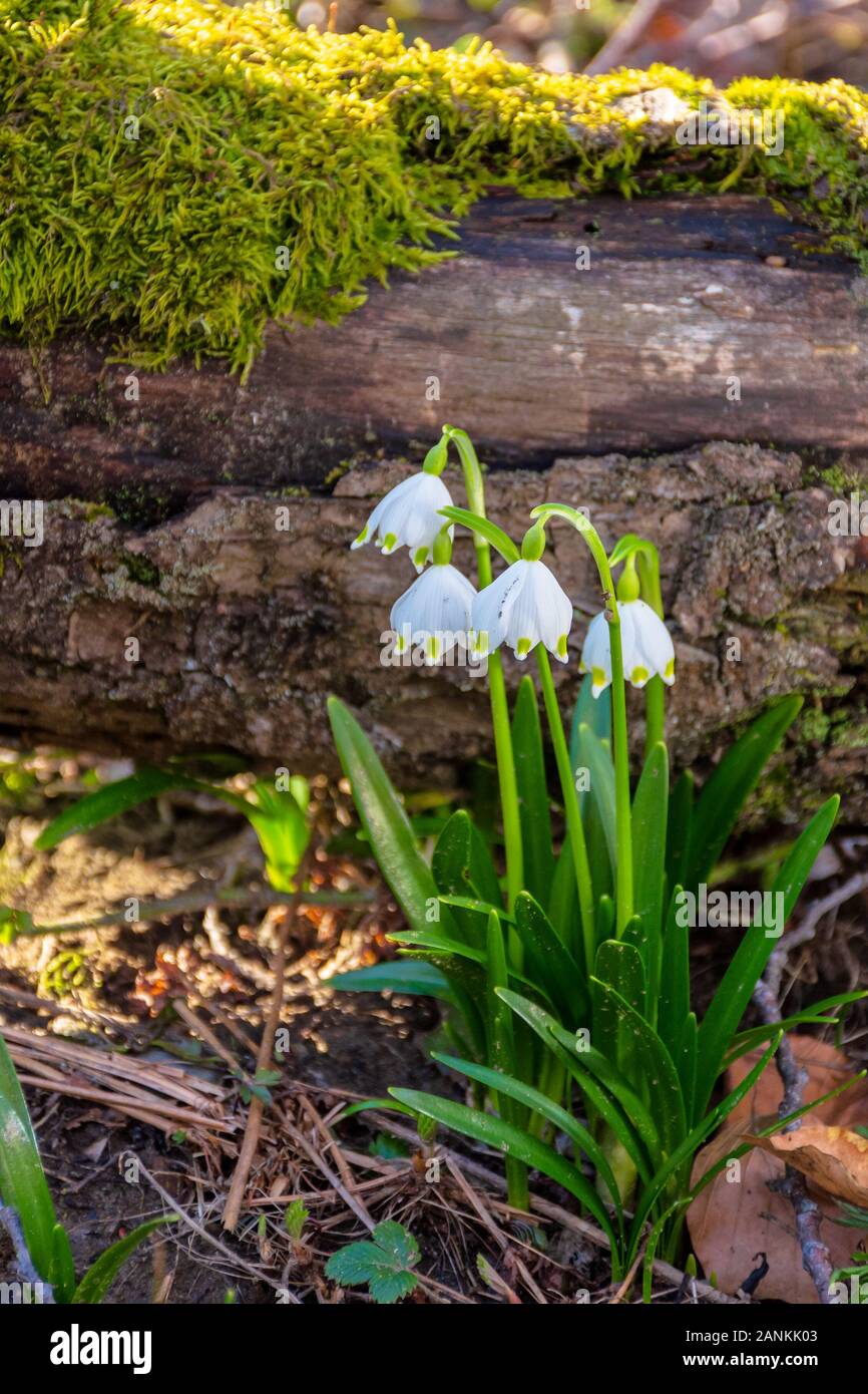 snowflake bloom in the forest. spring scenery with first flowers. sunny ...