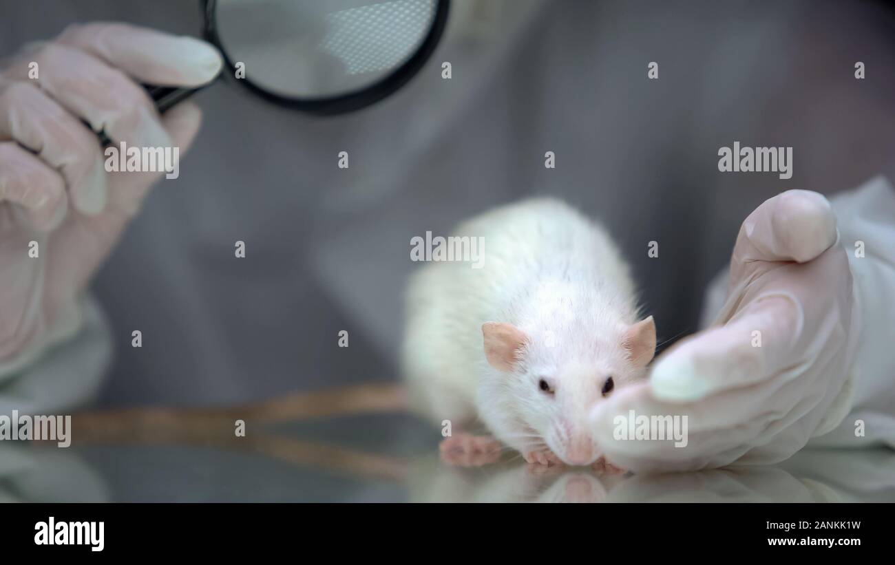 Lab worker studying rat through magnifying glass, experiment results ...