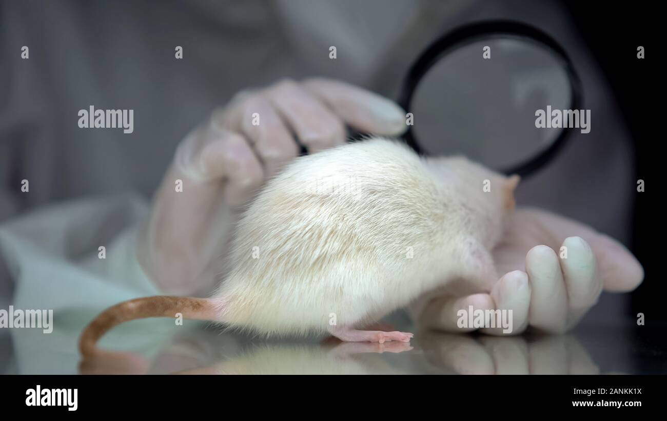 Lab rat animal testing hi-res stock photography and images - Alamy