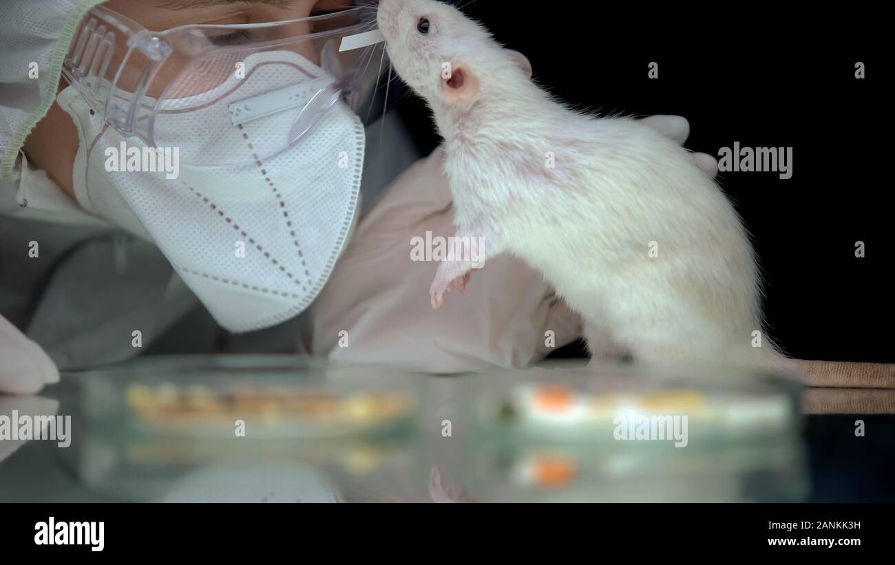 Lab rat hi-res stock photography and images - Alamy