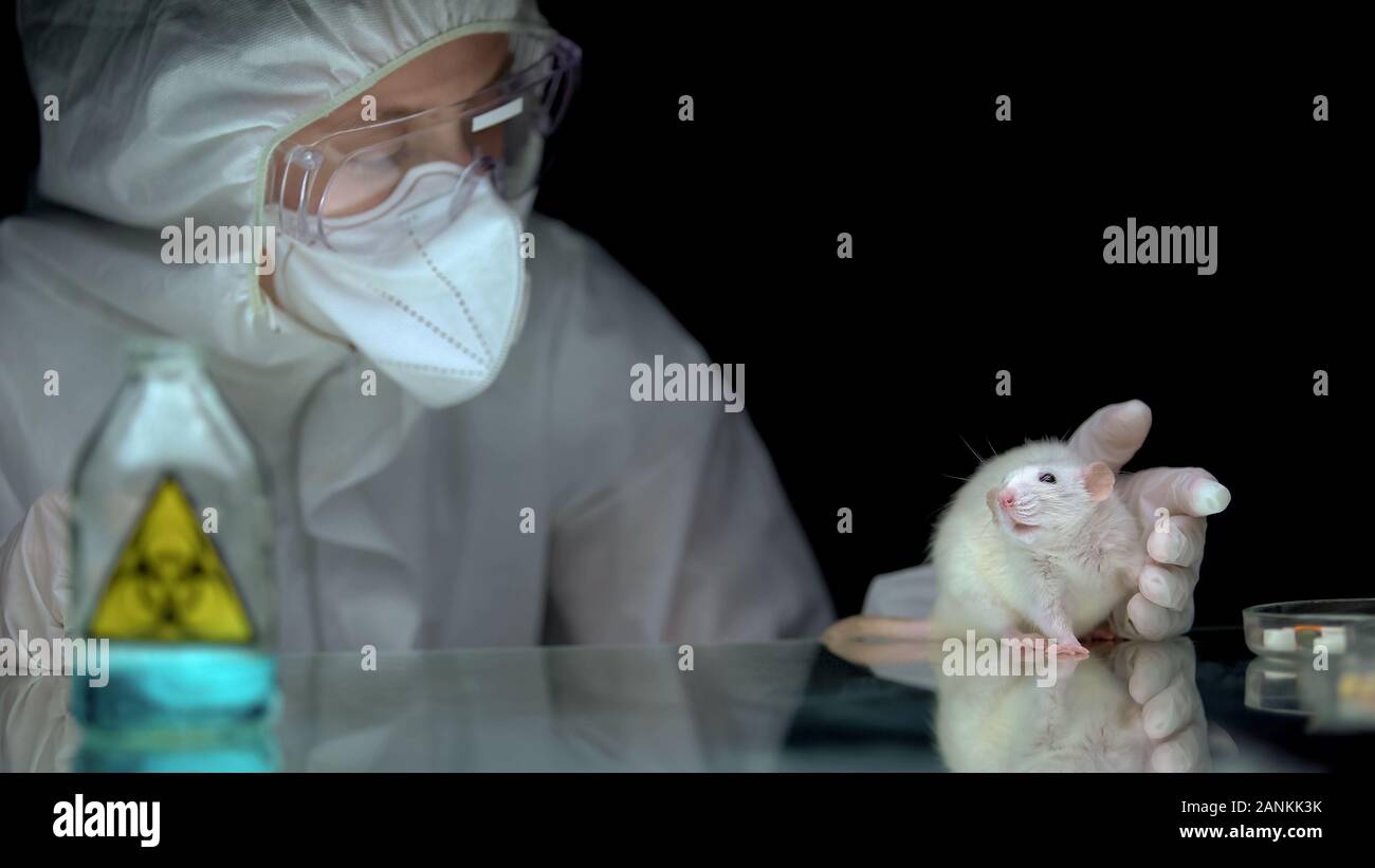 Scientist observing rat reaction after biological hazard, bioweapon ...