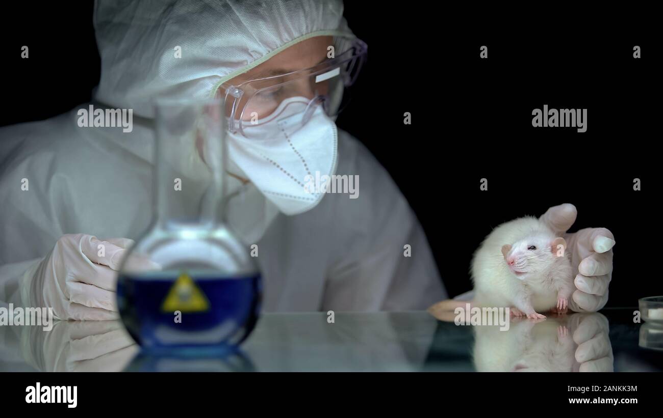 Scientist studying rat reaction after poisoning, antidote development ...