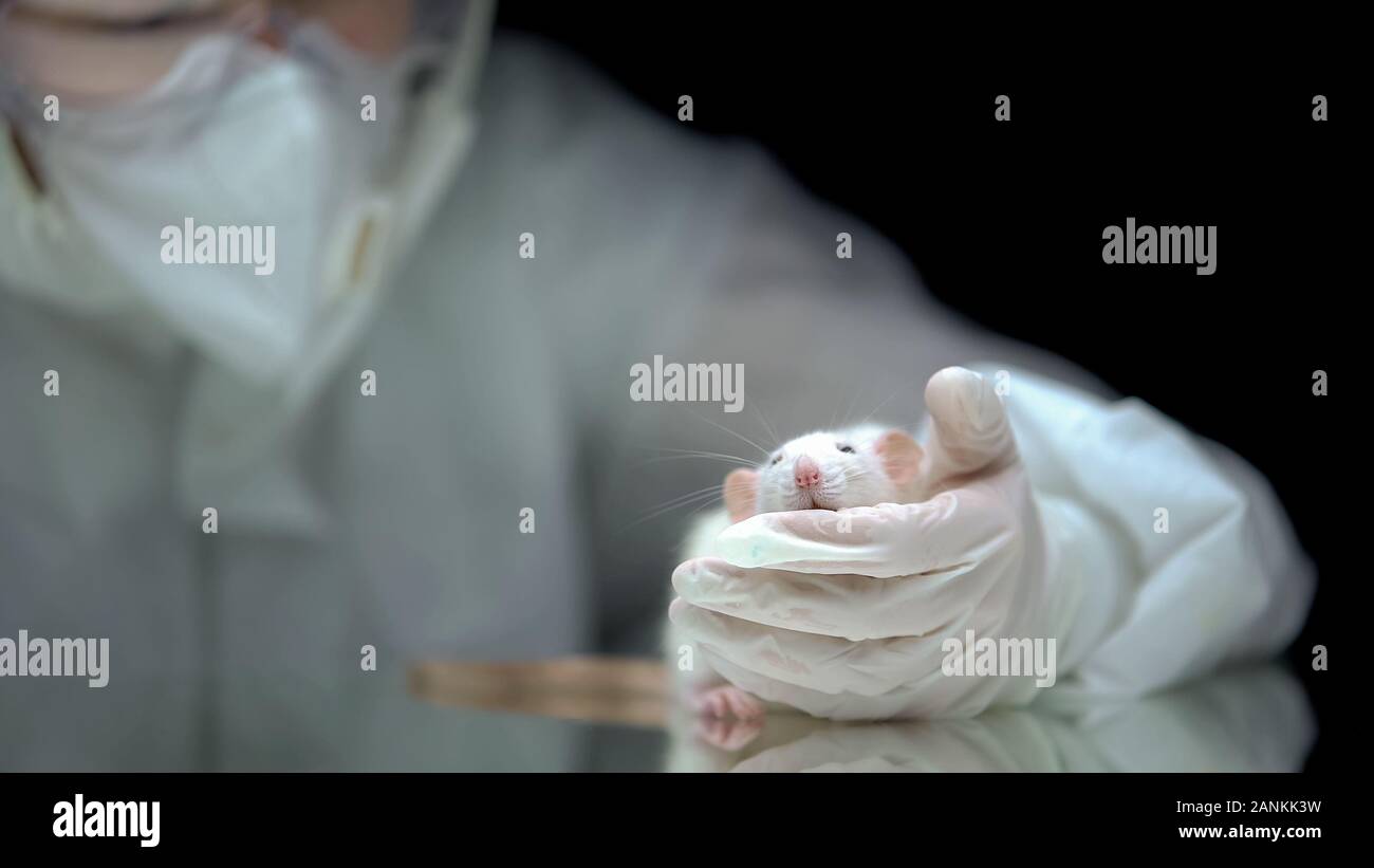 Laboratory worker holding rat, experiment result monitoring, animal ...