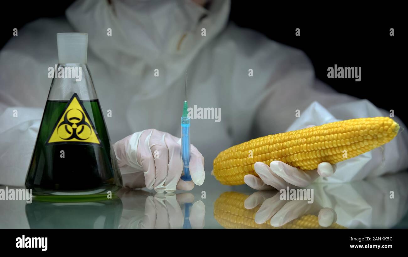 Biologist holding syringe and corn, flask with biohazard liquid on ...