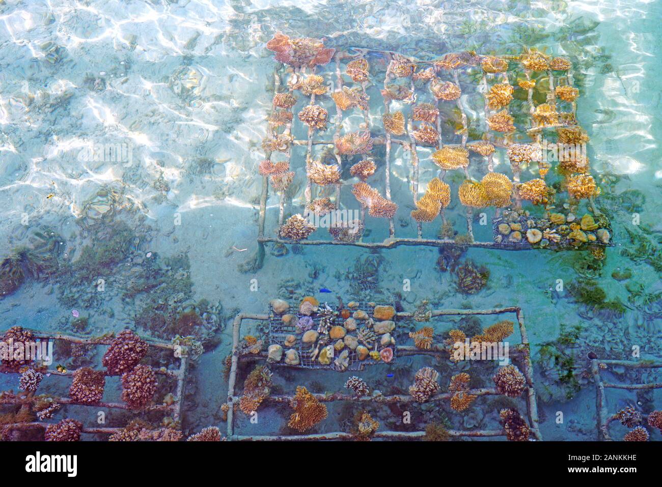 Growing a coral reef artificially on a metal cage in the Bora Bora ...
