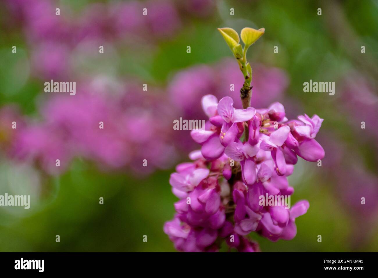 judas tree in blossom. purple flowers on the twigs. beautiful redbud ...