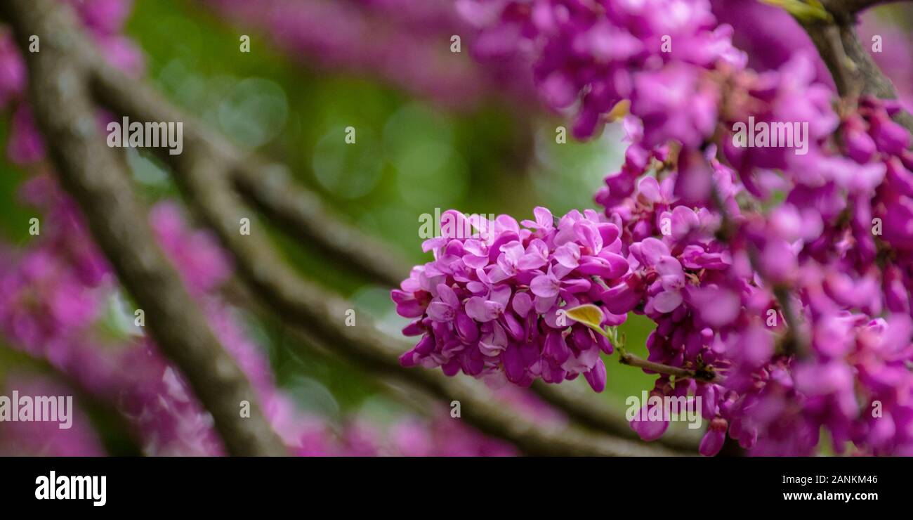 judas tree in blossom. purple flowers on the twigs. beautiful redbud ...